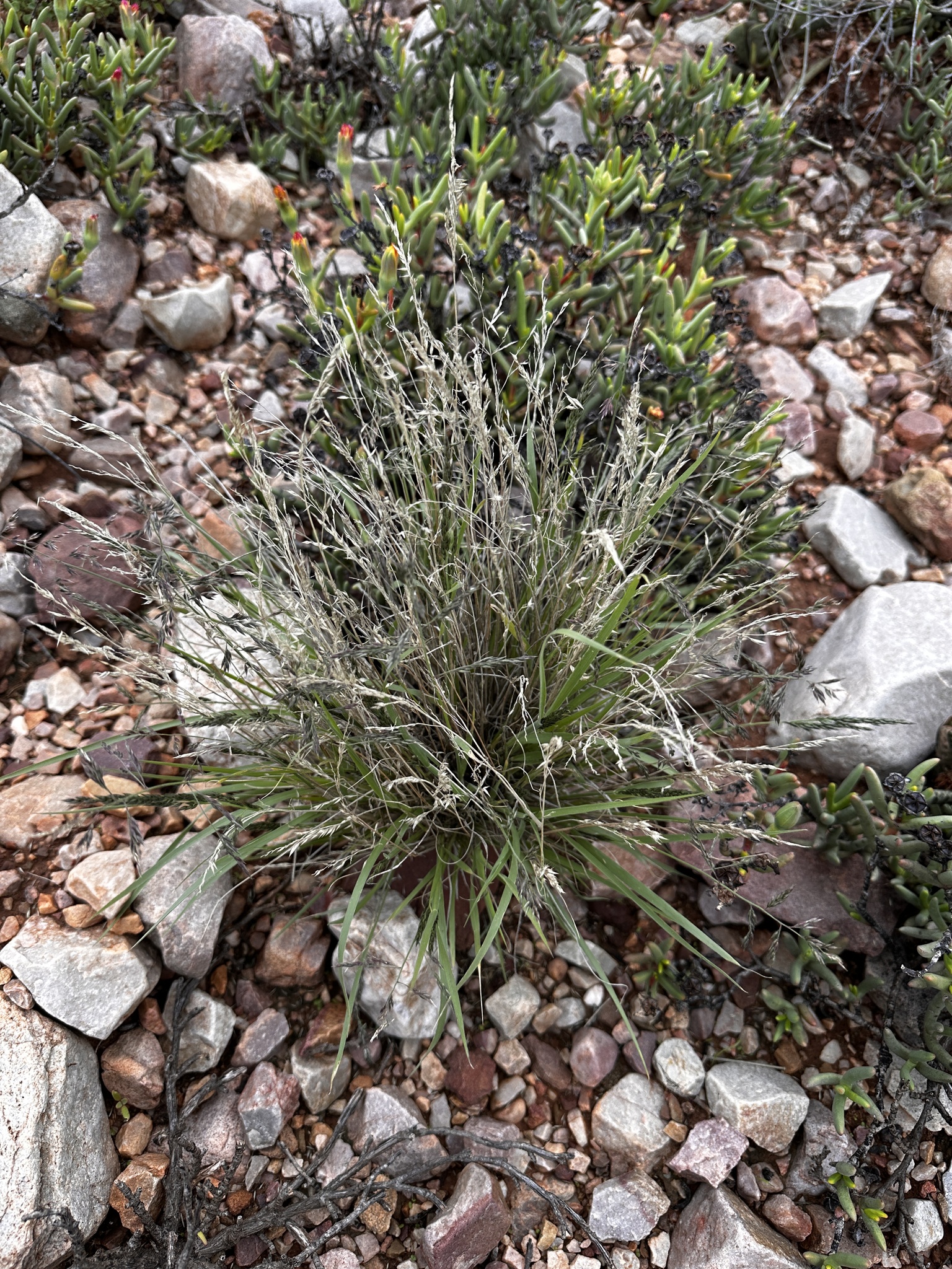 Schmidtia pappophoroides Steud. ex J.A.Schmidt