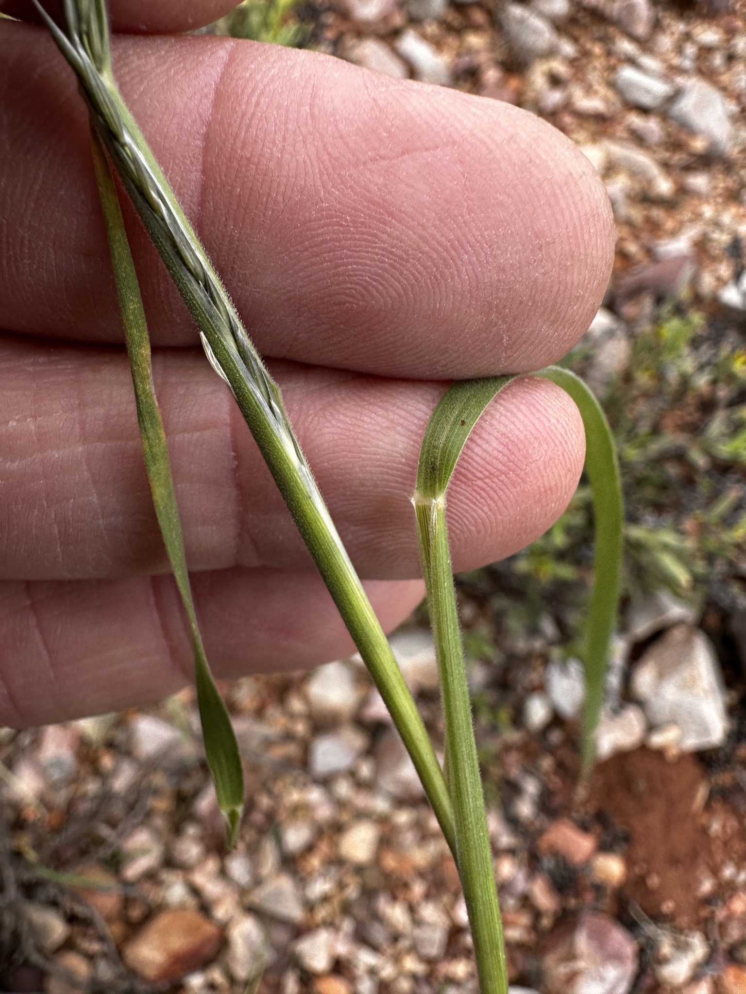 Schmidtia pappophoroides Steud. ex J.A.Schmidt