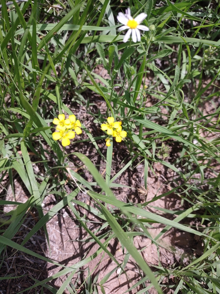 Gordon's bladderpod from Lubbock, TX 79415, USA on May 31, 2023 at 01: ...