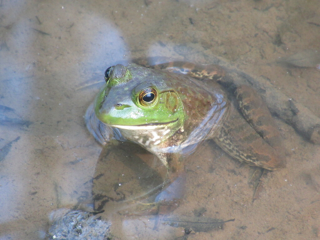 American Bullfrog from Groveton, VA, USA on May 31, 2023 at 08:44 AM by ...