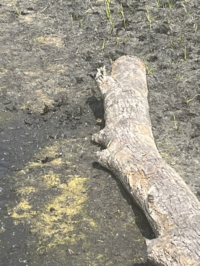 American Bullfrog from Elkhorn Rd, Williams Bay, WI, US on May 31, 2023 ...
