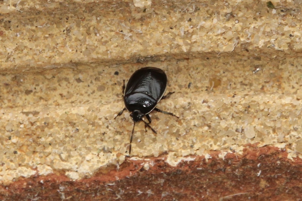 White-margined Burrower Bug from Washington College, Chestertown, MD ...
