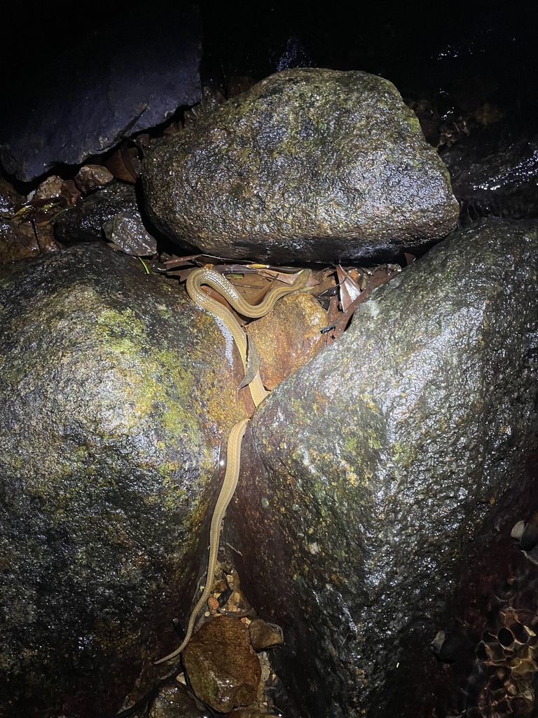 Striped Stream Snake in May 2023 by alexericsonlee · iNaturalist