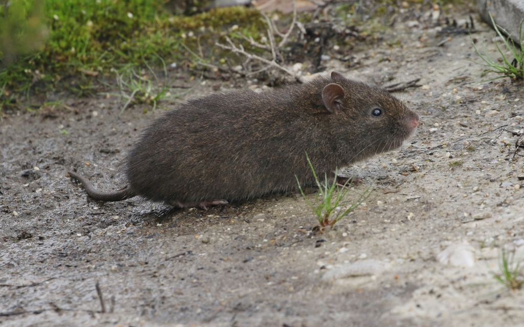 Australian Swamp Rat (Rattus lutreolus) - Know Your Mammals