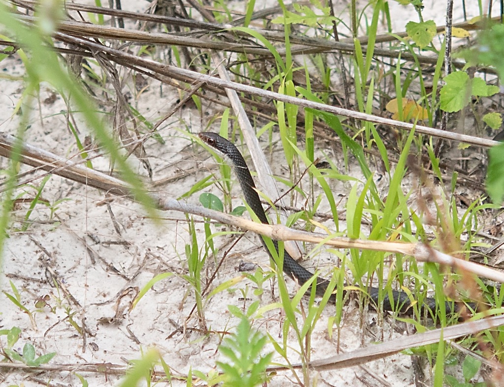Southern Black Racer from Lake Woodruff National Wildlife Refuge ...