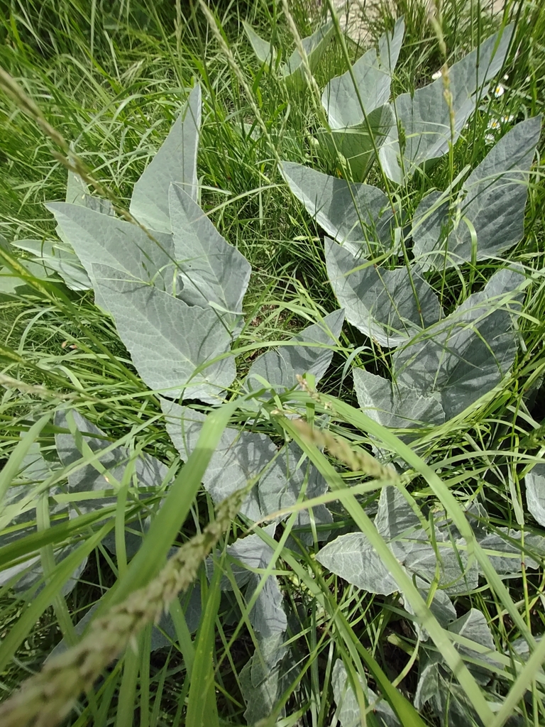 Buffalo Gourd from Lubbock, TX 79415, USA on May 31, 2023 at 02:48 PM ...