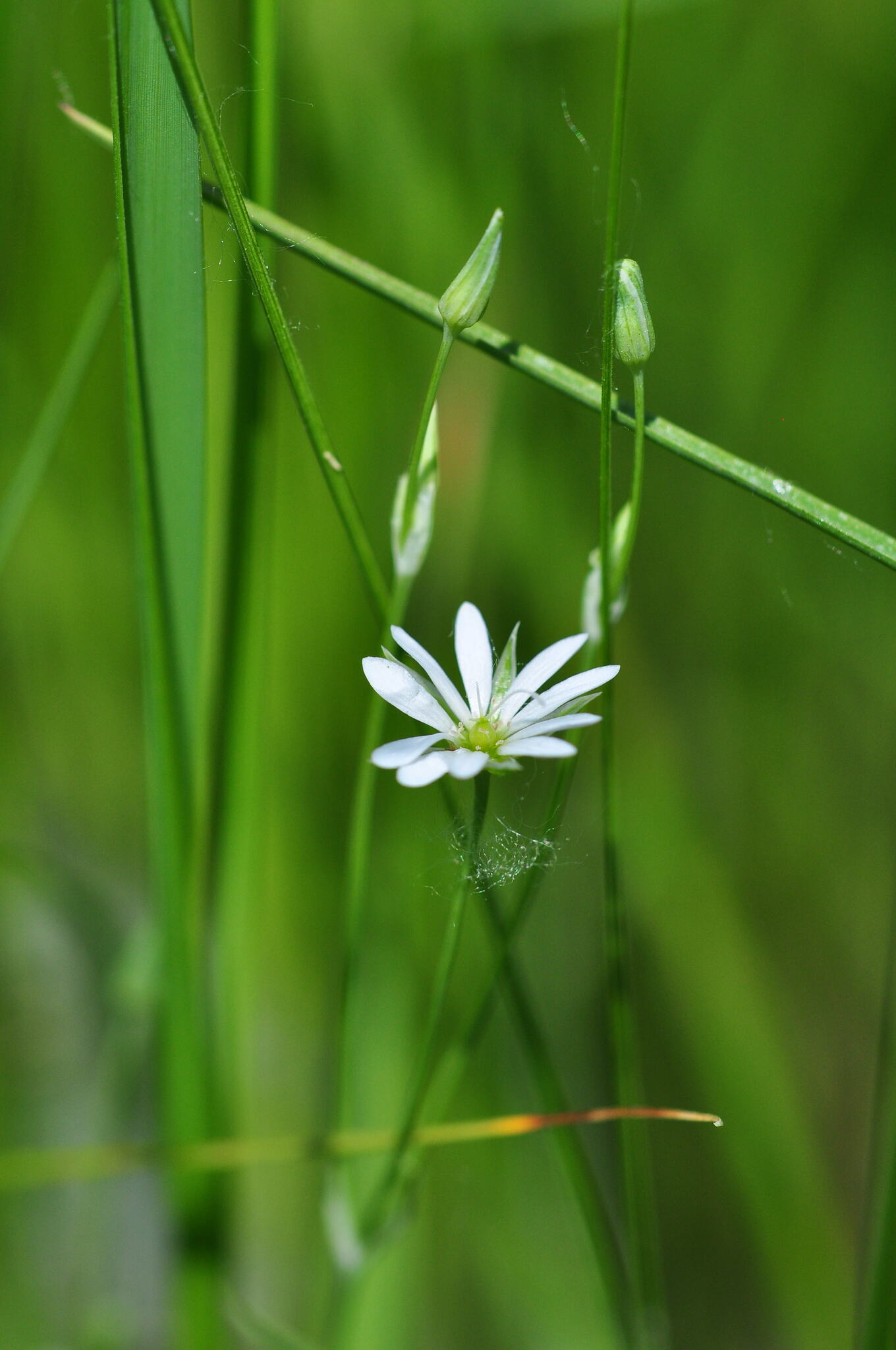 Stellaria palustris (Murray ex Ehrh.) Hoffm.