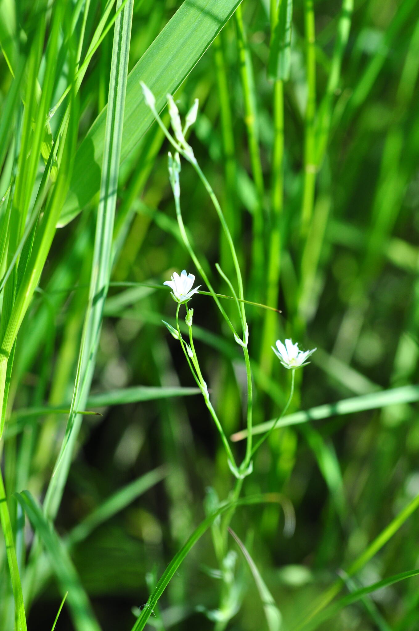 Stellaria palustris (Murray ex Ehrh.) Hoffm.