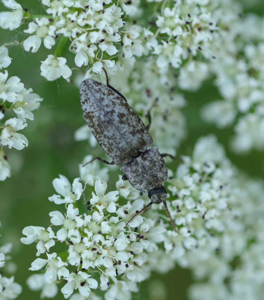 Mottled dingy-brown click beetle from Gonfreville-l'Orcher, France on ...