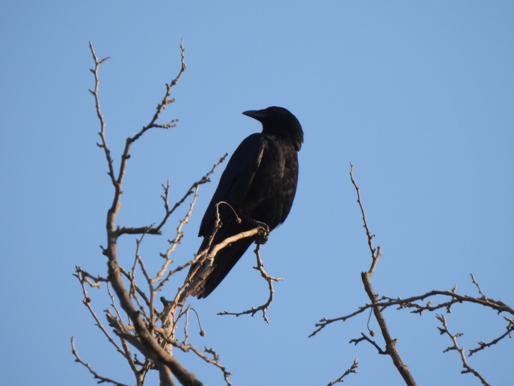 American Crow from West Arlington, Arlington, TX, USA on May 30, 2023 ...