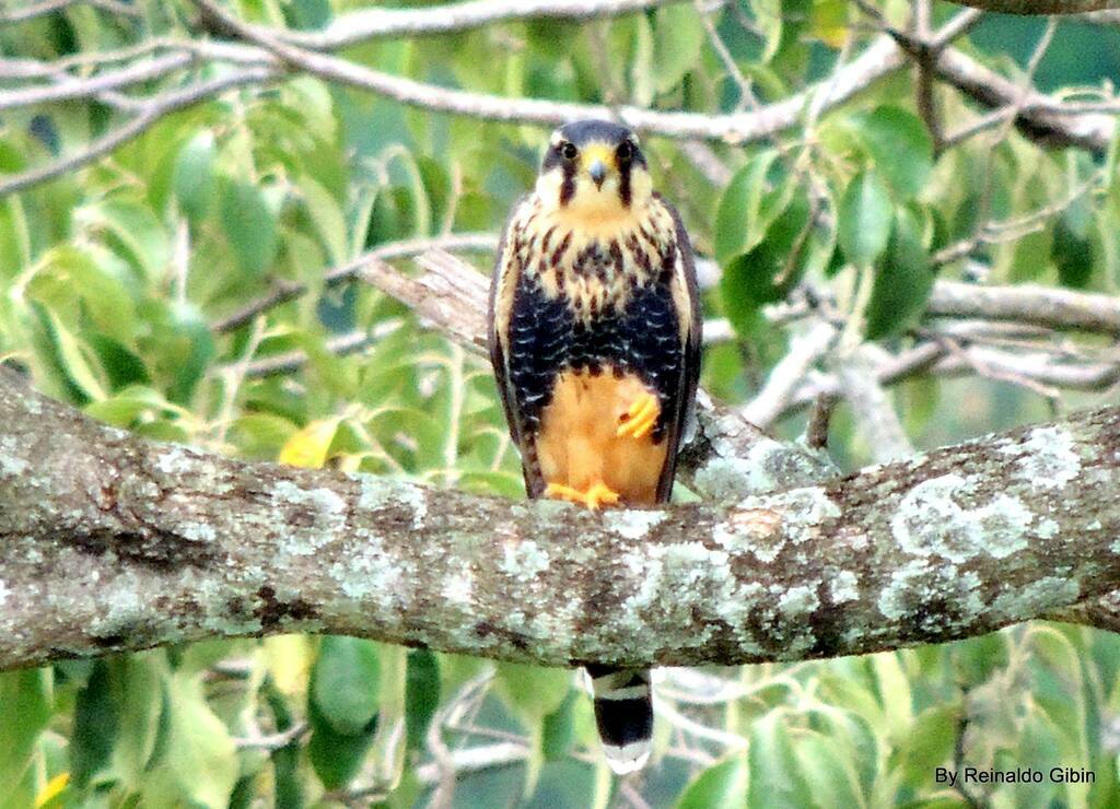 Aplomado Falcon from Pedreira, SP, 13920-000, Brasil on December 23 ...