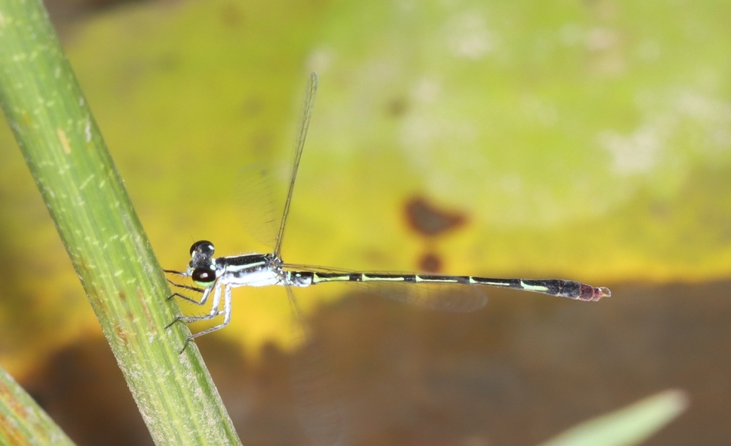 Lesser Pincer-tailed Wisp from Fendell Campus on April 2, 2023 at 09:22 ...