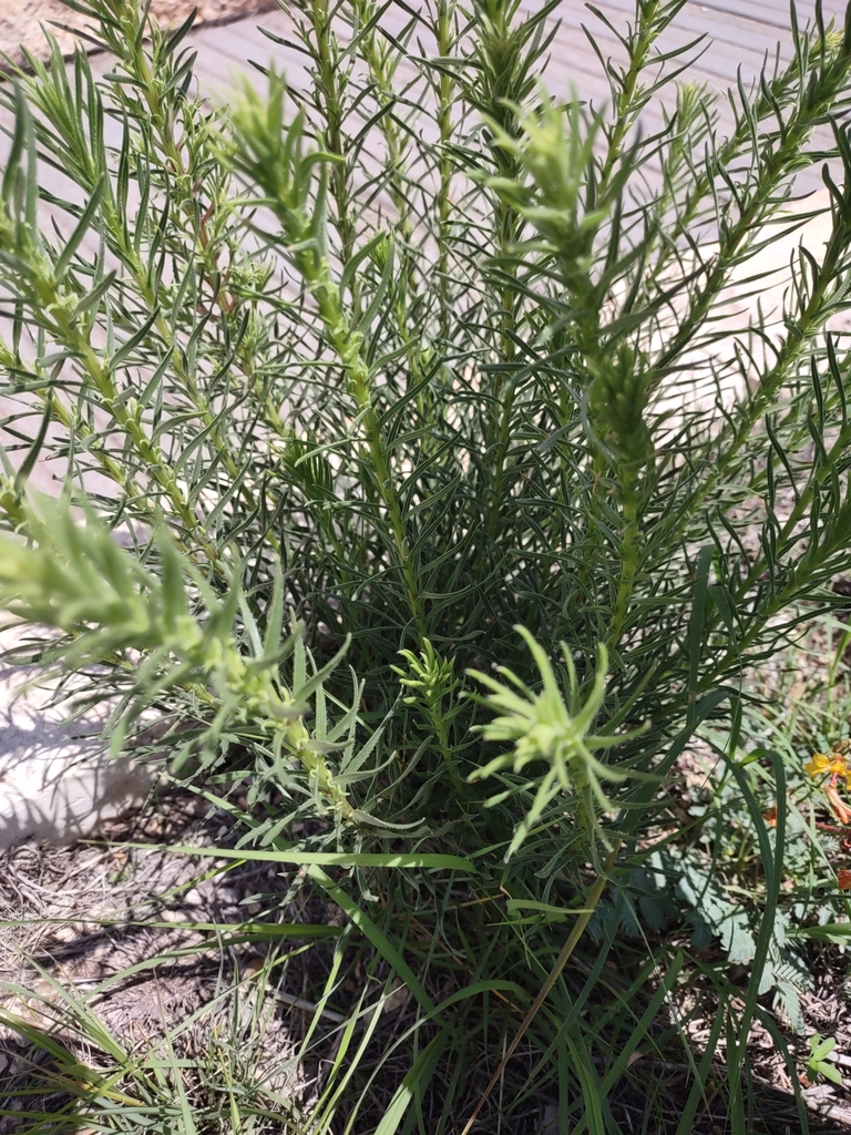 common yarrow complex from Lubbock, TX 79415, USA on May 31, 2023 at 03 ...