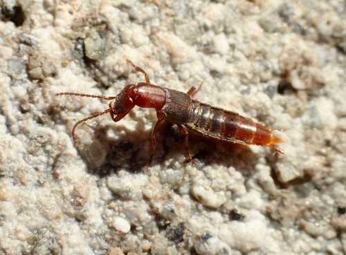 (Cafius opacus)