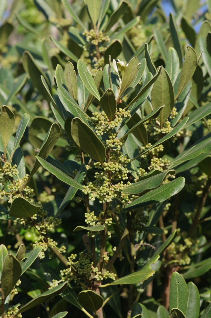 Mountain Guarri from Boknes, estuary path and along the beach, Eastern ...