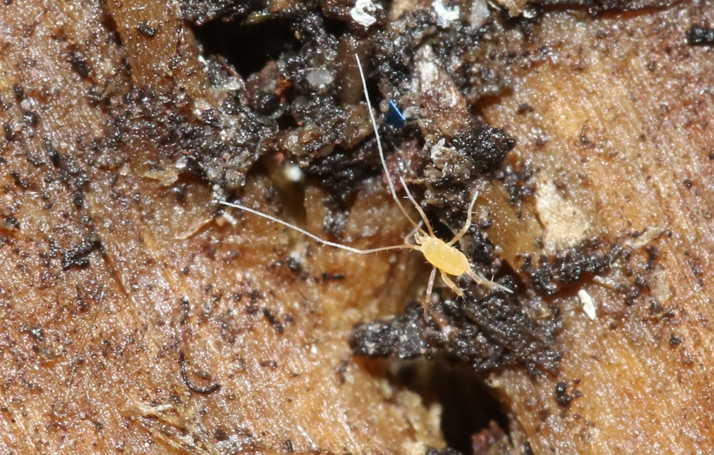 Linopodes antennaepes from Southwest TAS 7139, Australia on October 5 ...