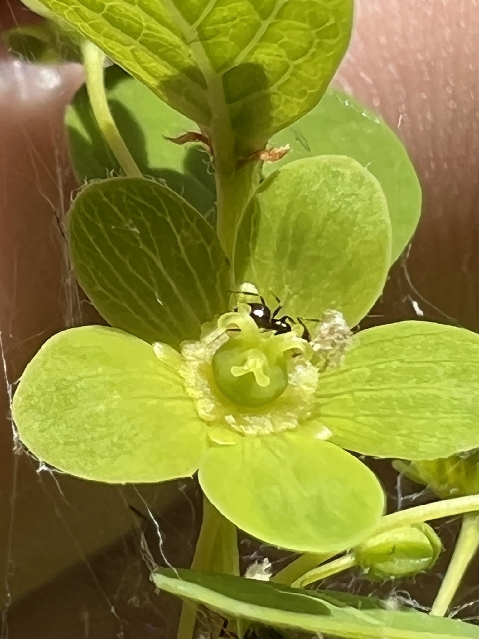 Phyllanthopsis phyllanthoides (Nutt.) Voronts. & Petra Hoffm.