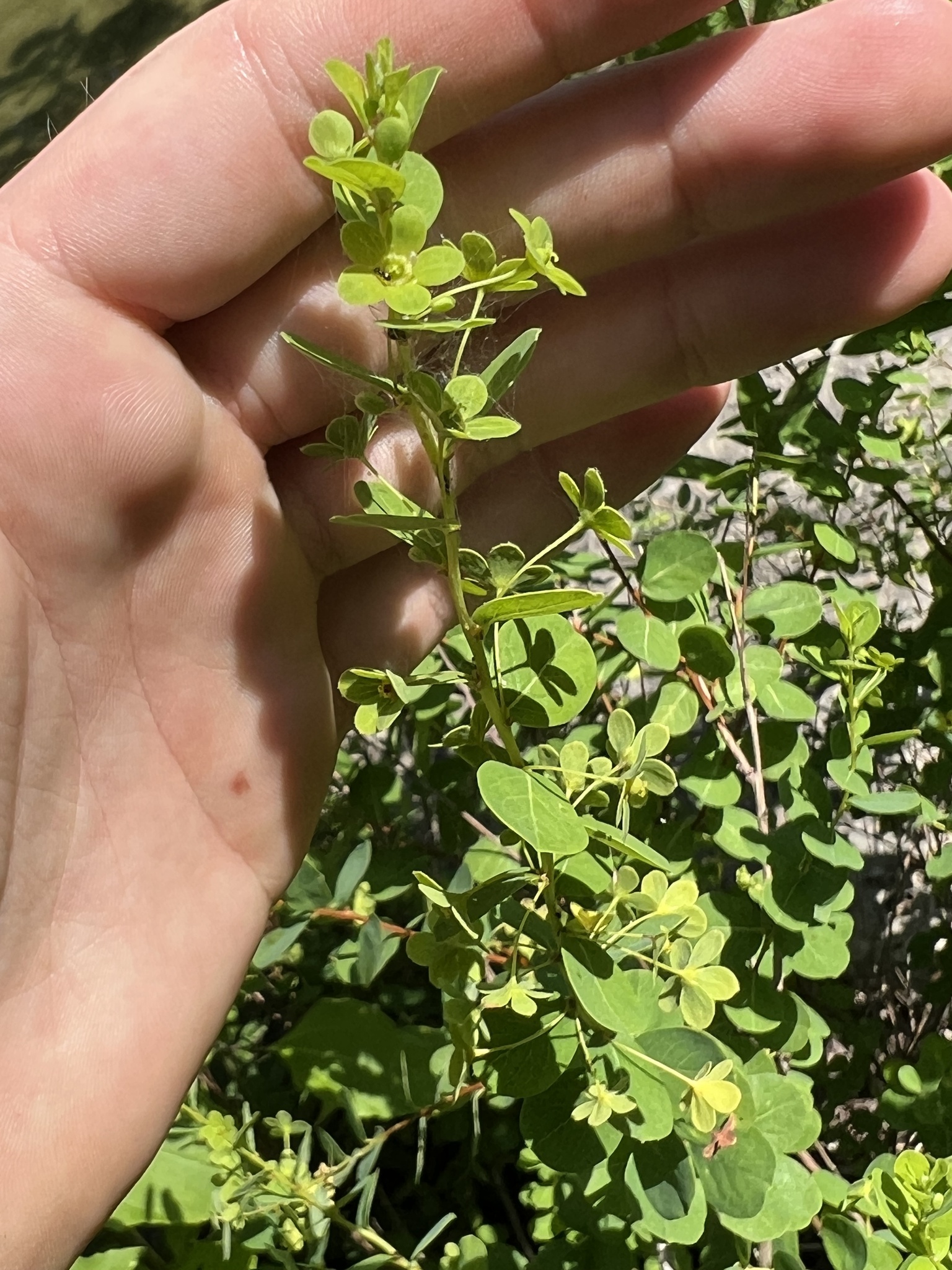 Phyllanthopsis phyllanthoides (Nutt.) Voronts. & Petra Hoffm.
