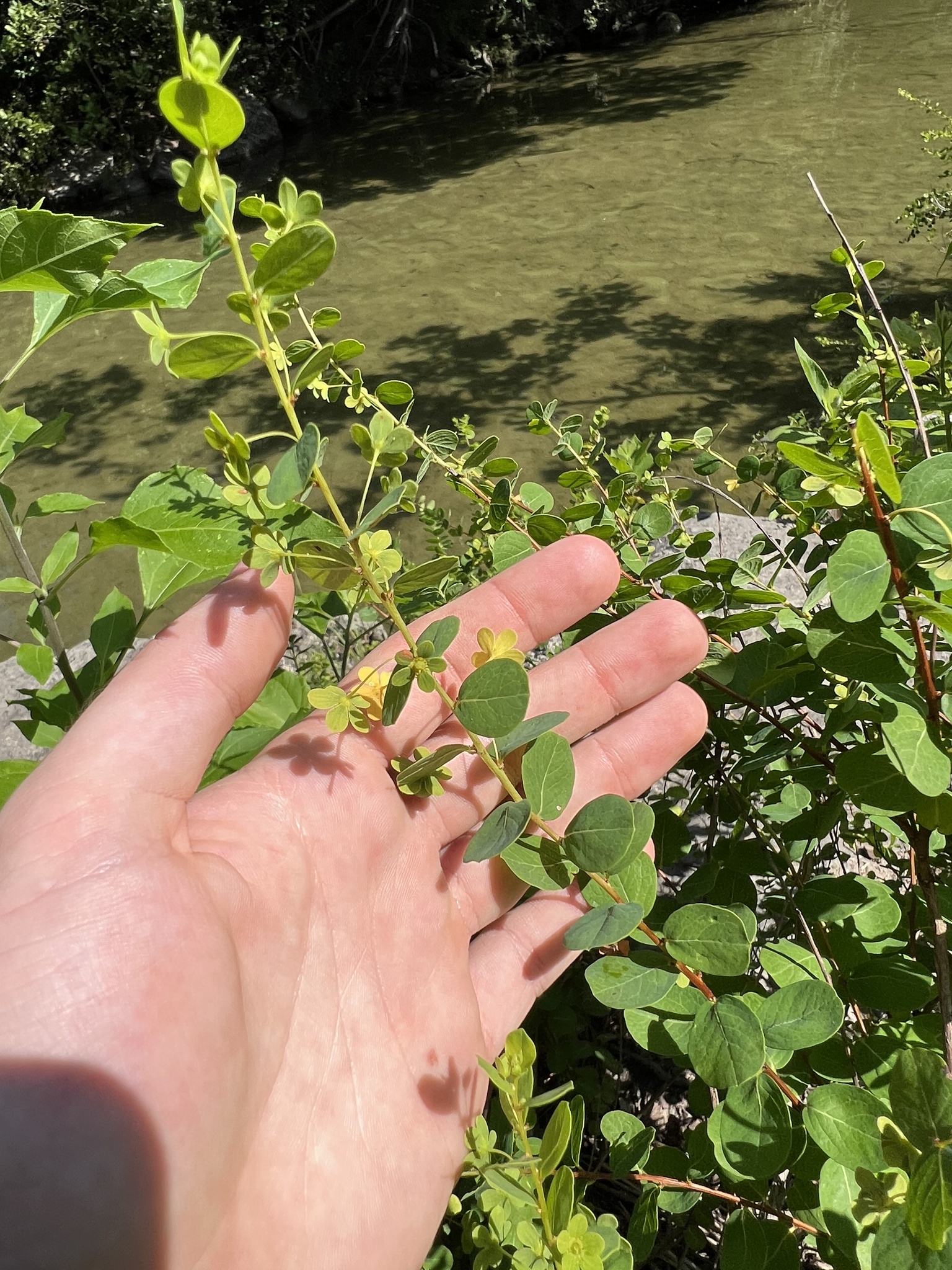 Phyllanthopsis phyllanthoides (Nutt.) Voronts. & Petra Hoffm.