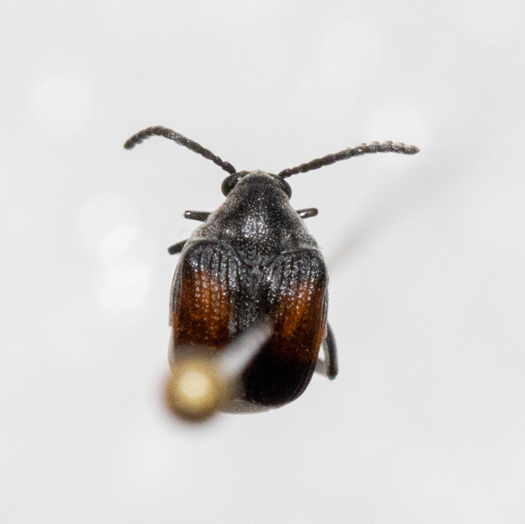 Large-horned Bruchids from Five Oaks, Dayton, OH, USA on May 23, 2023 ...