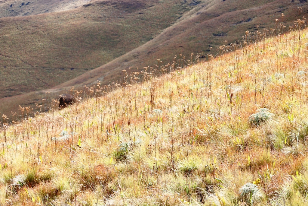 Swamp Ragwort from Ribbok Trail, day 2, upper Ribbokspruit Valley ...