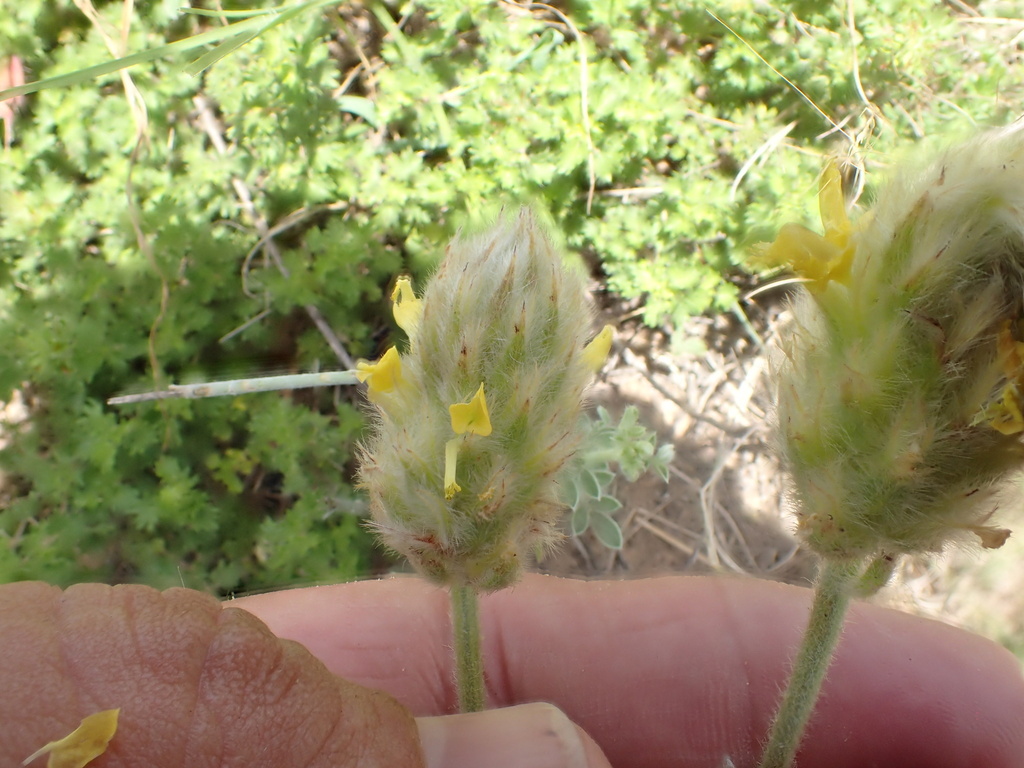 Golden Prairie Clover from FM-755, Santa Elena, TX, US on May 31, 2023 ...
