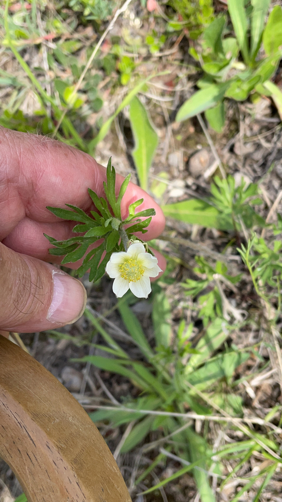 Cutleaf Anemone from East Kootenay on May 31, 2023 at 01:07 PM by ...
