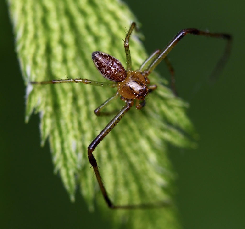 Eurasian Green Crab Spider from Watermael, Watermael-Boitsfort ...