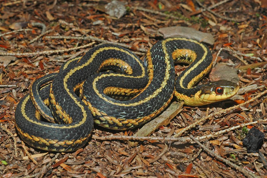 Eastern Garter Snake (Lee County SC Snakes) · iNaturalist