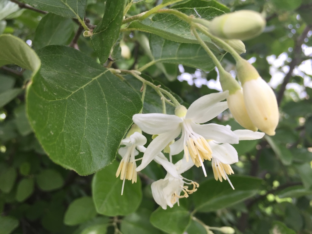 Snowdrop Bush (Plantes indigènes et endémiques du Liban) · iNaturalist