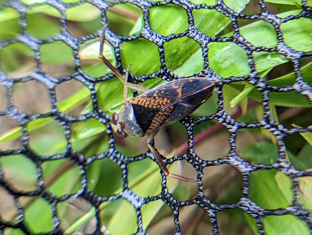 Notonecta irrorata from Park Forest/LA North, Baton Rouge, LA, USA on ...