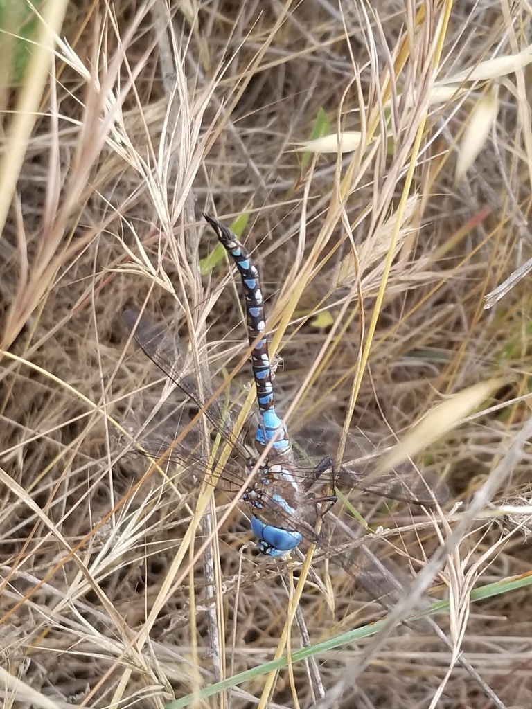 Blue-eyed Darner from Jamul, CA 91935, USA on May 31, 2023 at 02:16 PM ...