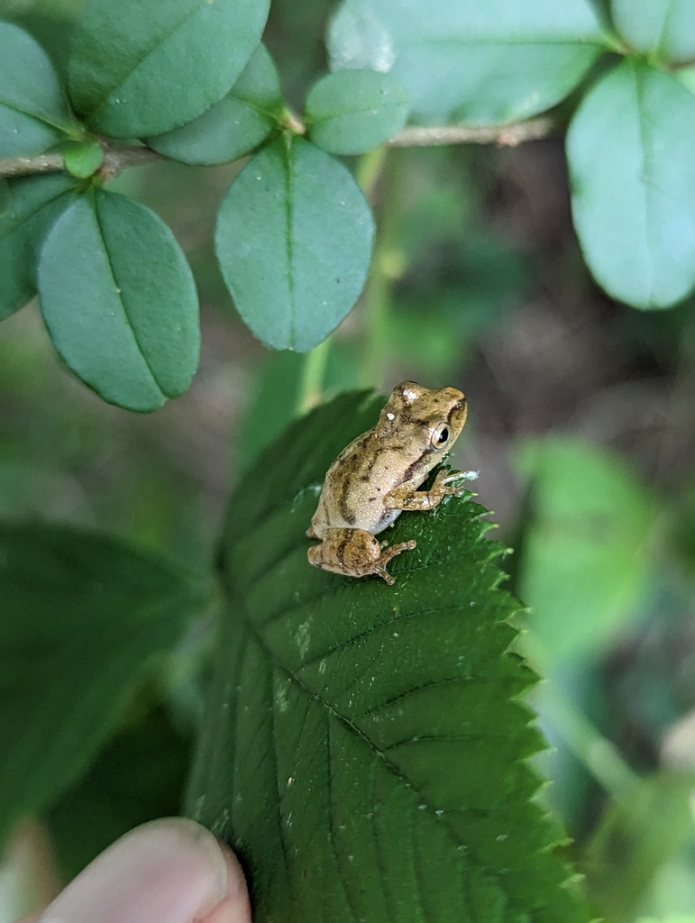 Spring Peeper from Park Forest/LA North, Baton Rouge, LA, USA on May 30 ...