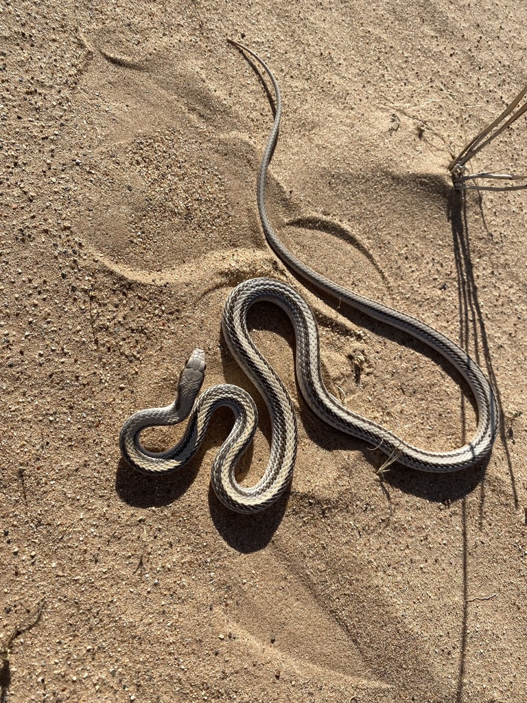 Western Patch-nosed Snake from Barry Goldwater Range, Yuma, AZ, US on ...