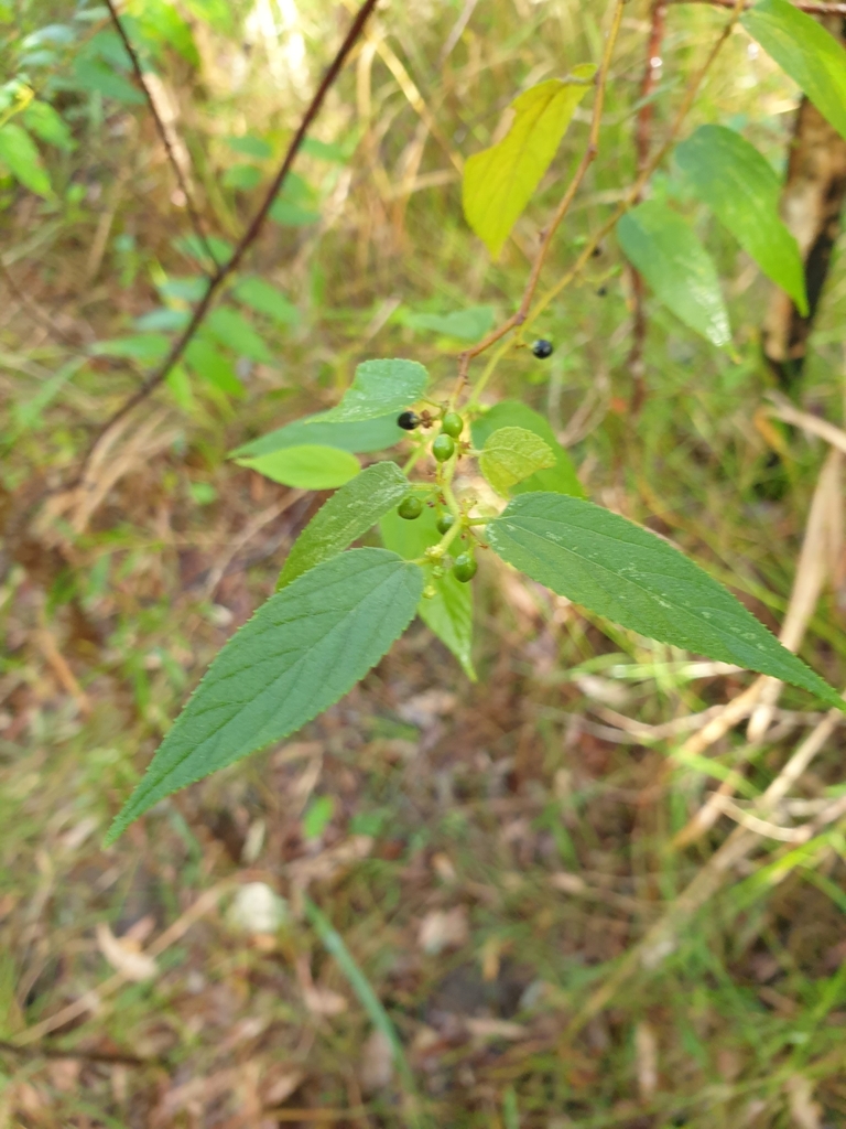 Nettle Tree from Verrierdale QLD 4562, Australia on April 26, 2023 at ...