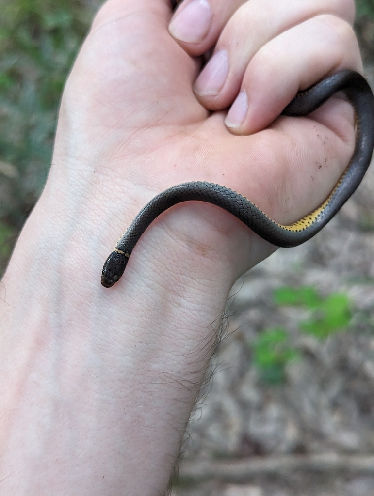 ring-necked snake from Park Forest/LA North, Baton Rouge, LA, USA on ...