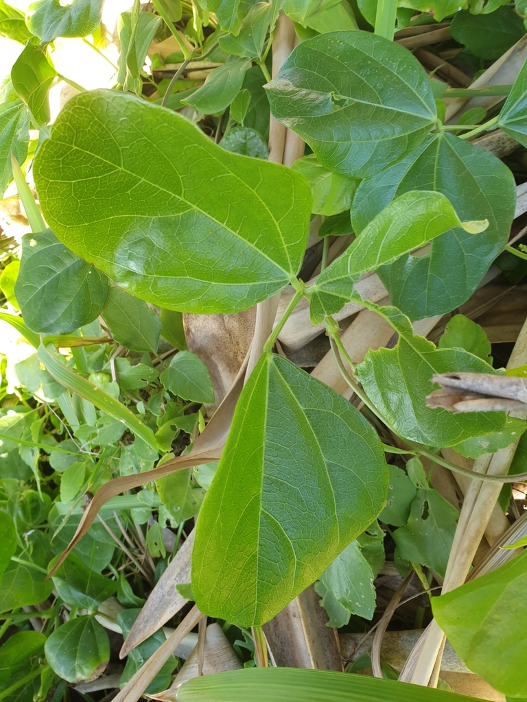 beach pea from David Low Way at Wilkinson Park, Coolum Beach QLD 4573 ...