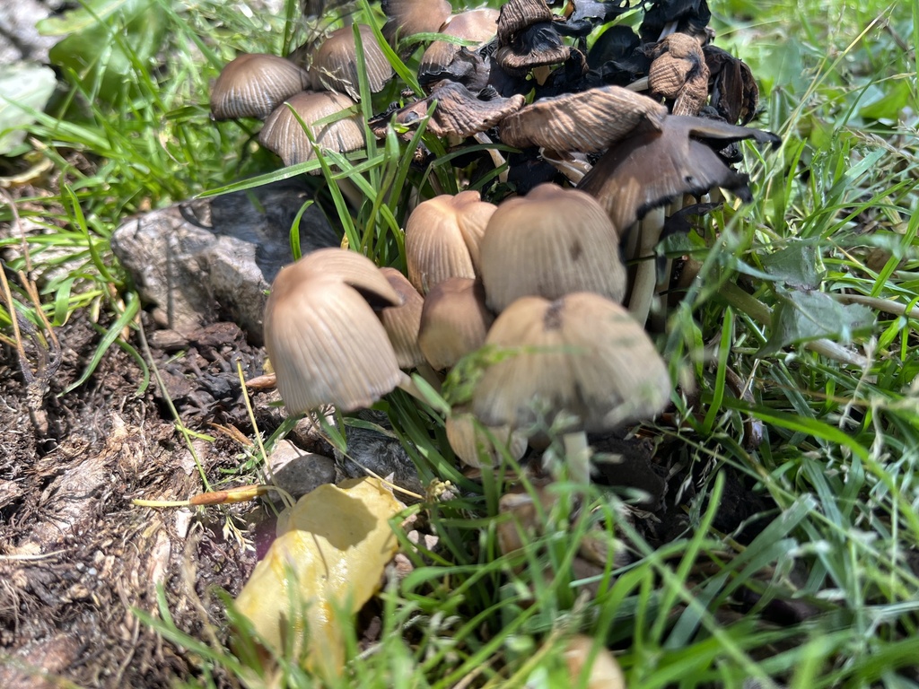Common Ink Cap from Ann Morrison Park, Boise, ID, US on May 31, 2023 at ...