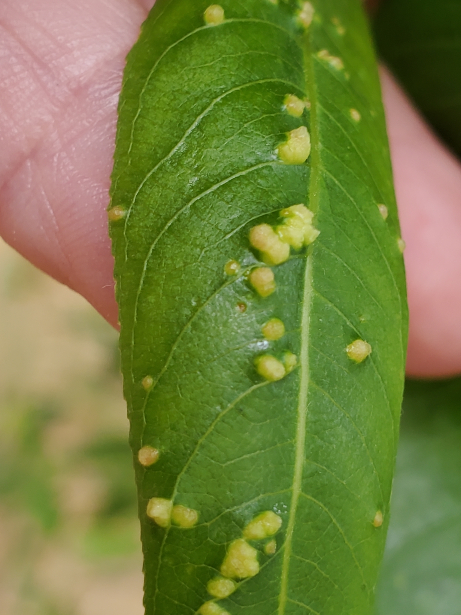 Aculus tetanothrix (Nalepa, 1889)