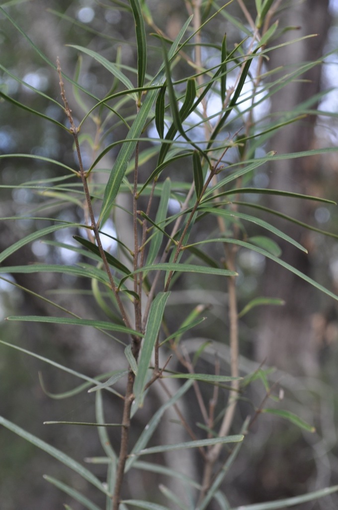 small-fruited mock olive (Notelaea microcarpa) - Botanical Realm