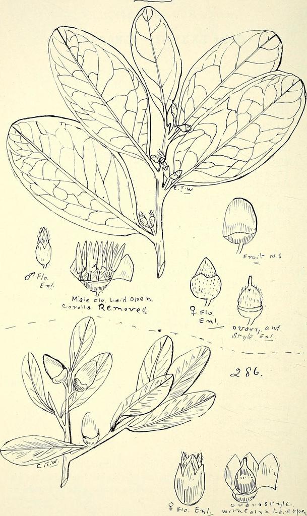 small-fruited mock olive (Notelaea microcarpa) - Botanical Realm