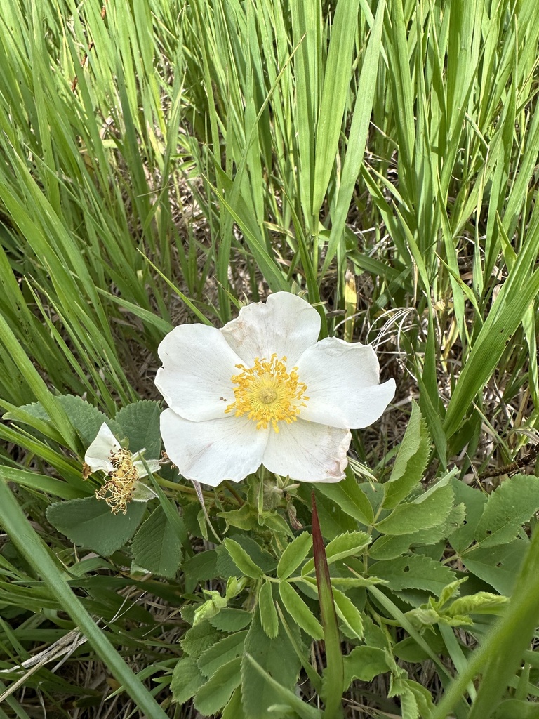 prairie rose from N-8, Burchard, NE, US on May 31, 2023 at 10:37 AM by ...