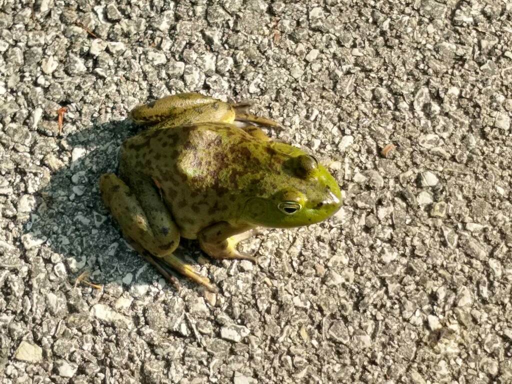 American Bullfrog from Dupage County, IL, USA on May 30, 2023 at 08:33 ...