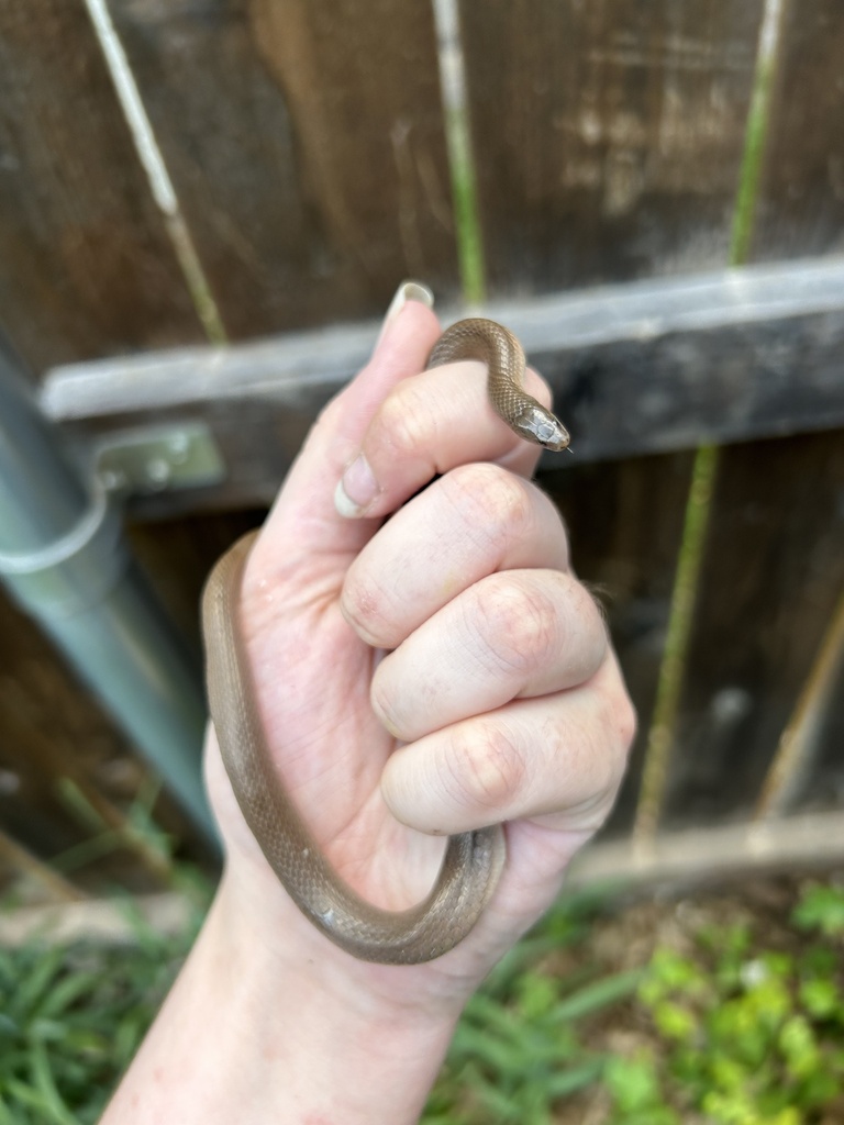 Rough Earthsnake from Western Ridge Dr, Waco, TX, US on May 31, 2023 at 04:52 PM by hansoes ...