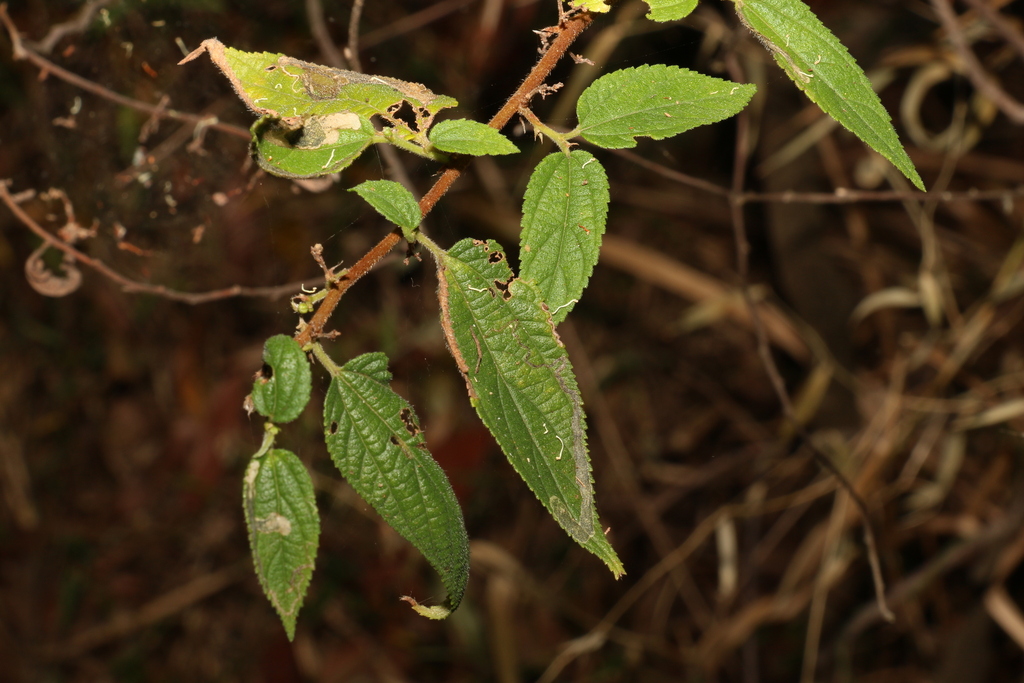 Nettle Tree from Brisbane QLD, Australia on May 31, 2023 at 12:40 PM by ...