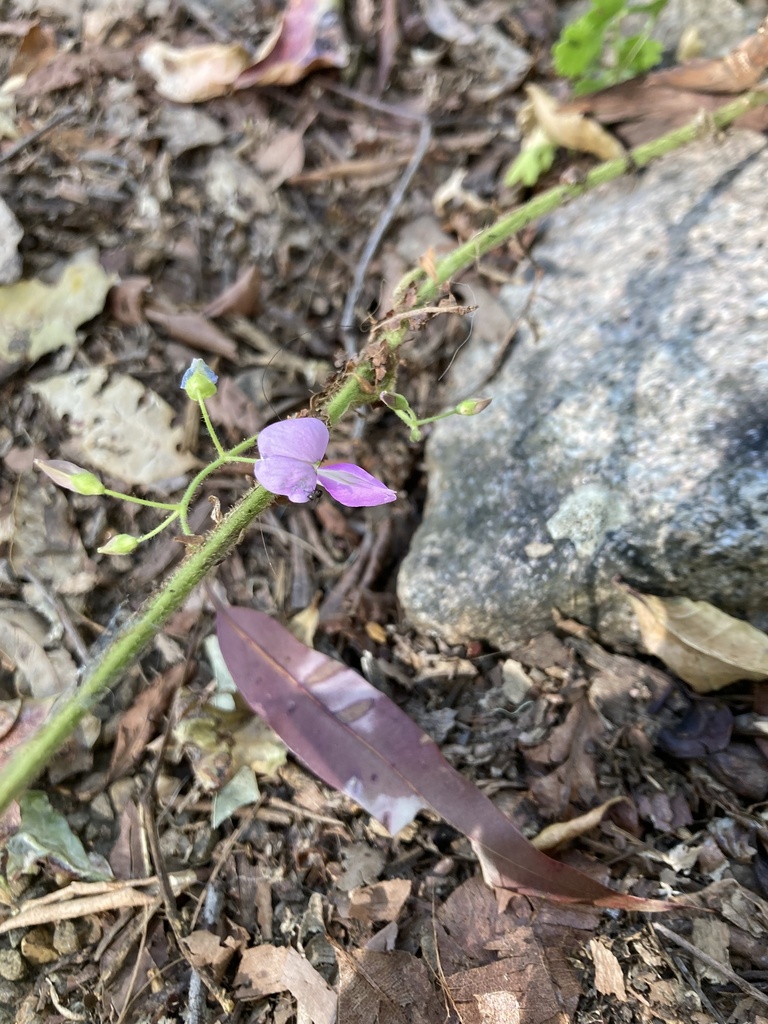 Silverleaf Desmodium from Mt Coot-tha Forest, Mount Coot-Tha, QLD, AU ...