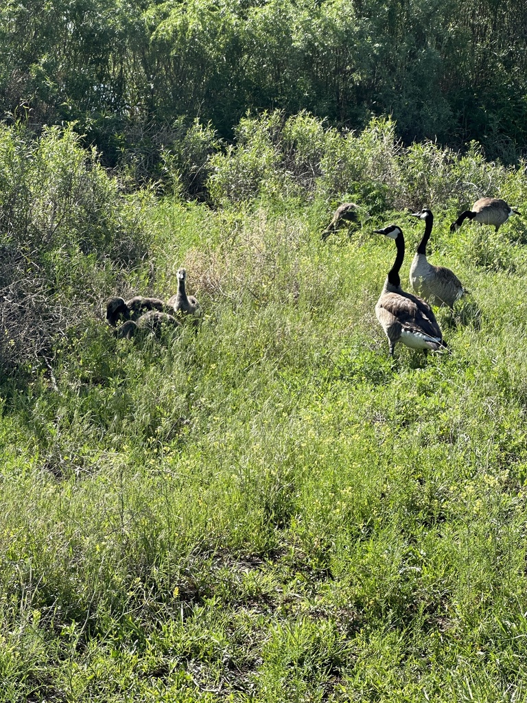 Canada Goose from Rocky Mountain Arsenal National Wildlife Refuge ...