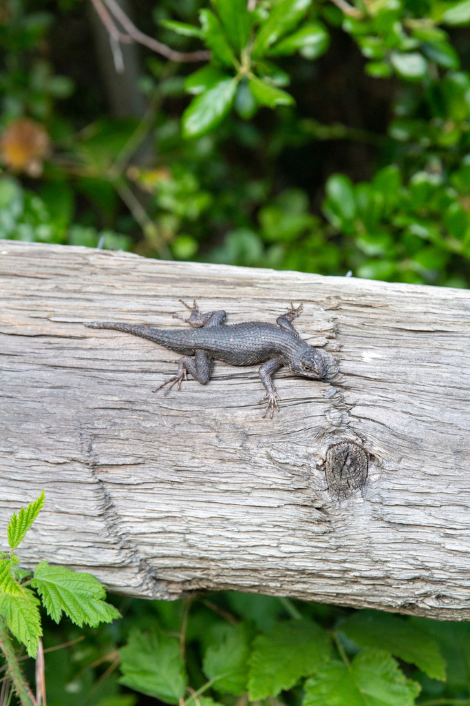 Coast Range Fence Lizard From San Benito County Ca Usa On May 27 2023 At 0637 Pm By Tim