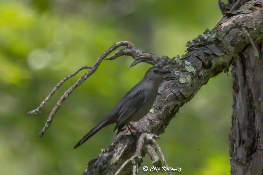 Gray Catbird from Waterford, NJ, USA on May 31, 2023 at 12:43 PM by ...
