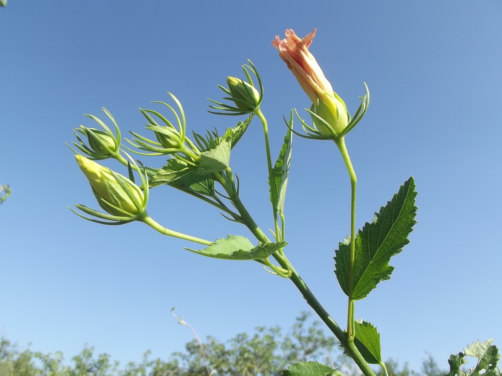 Cape Rose-Mallow (Hibiscus ribifolius) - Botanical Realm